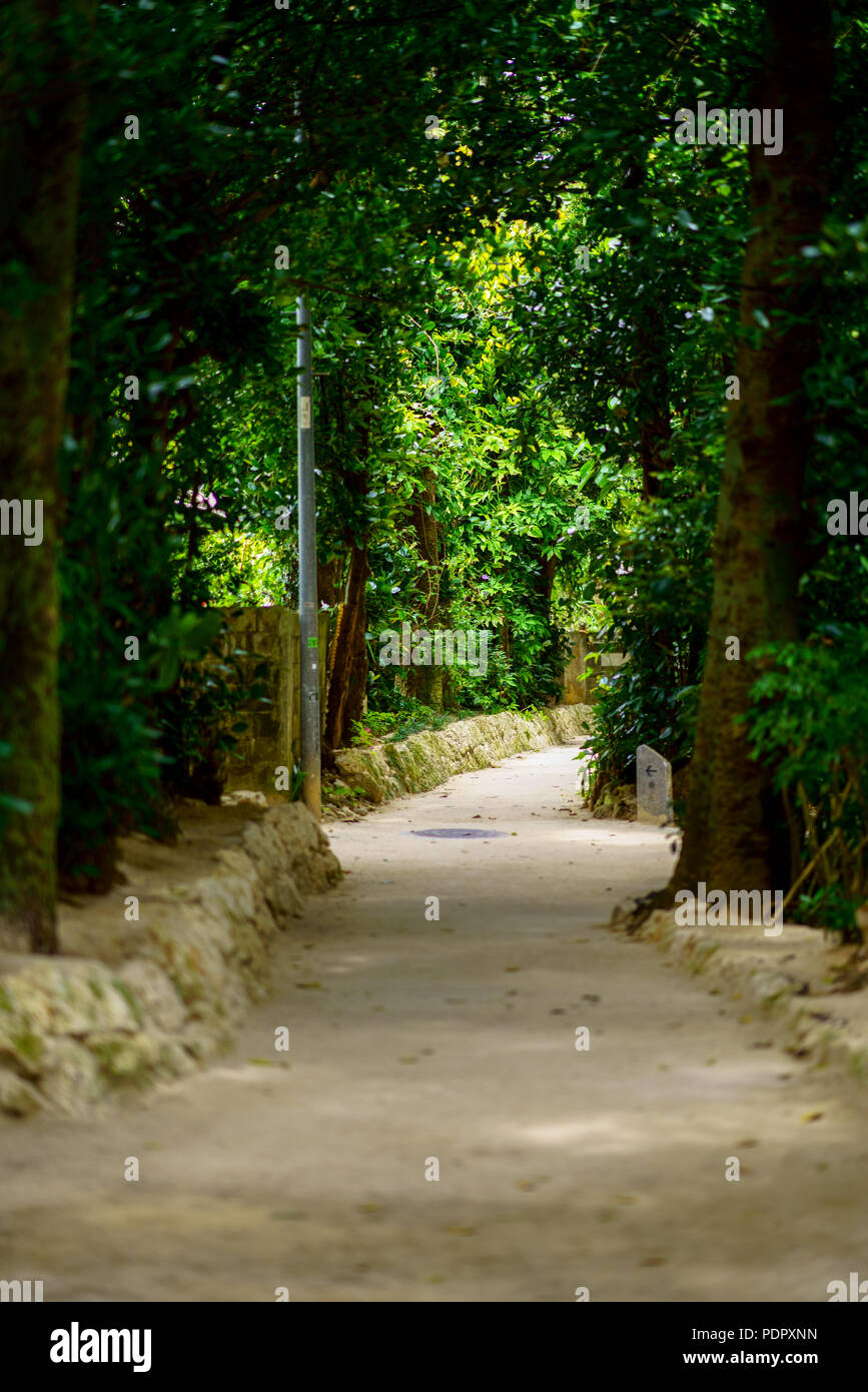 Garcinia trees hi-res stock photography and images - Alamy