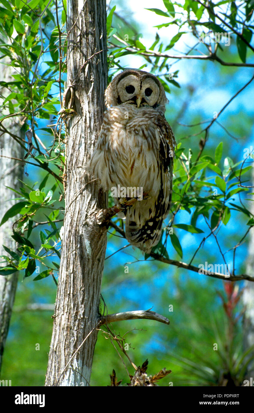 Barrow owl hi-res stock photography and images - Alamy