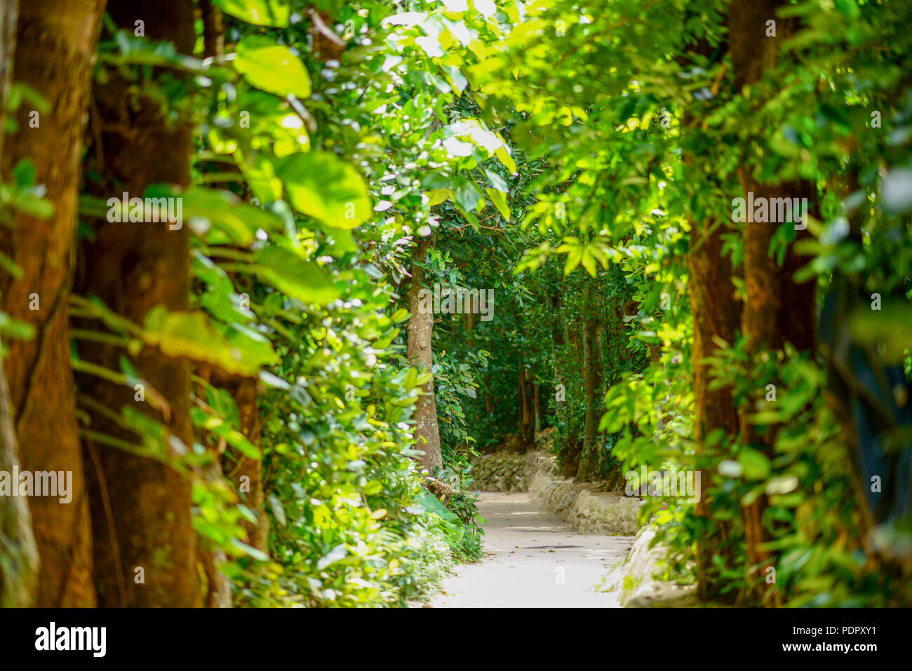 Garcinia trees hi-res stock photography and images - Alamy