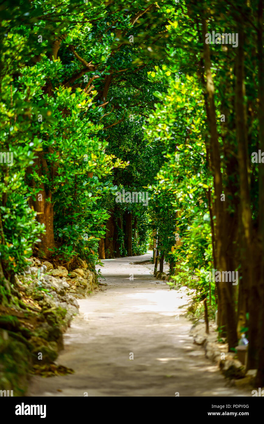 Garcinia trees hi-res stock photography and images - Alamy