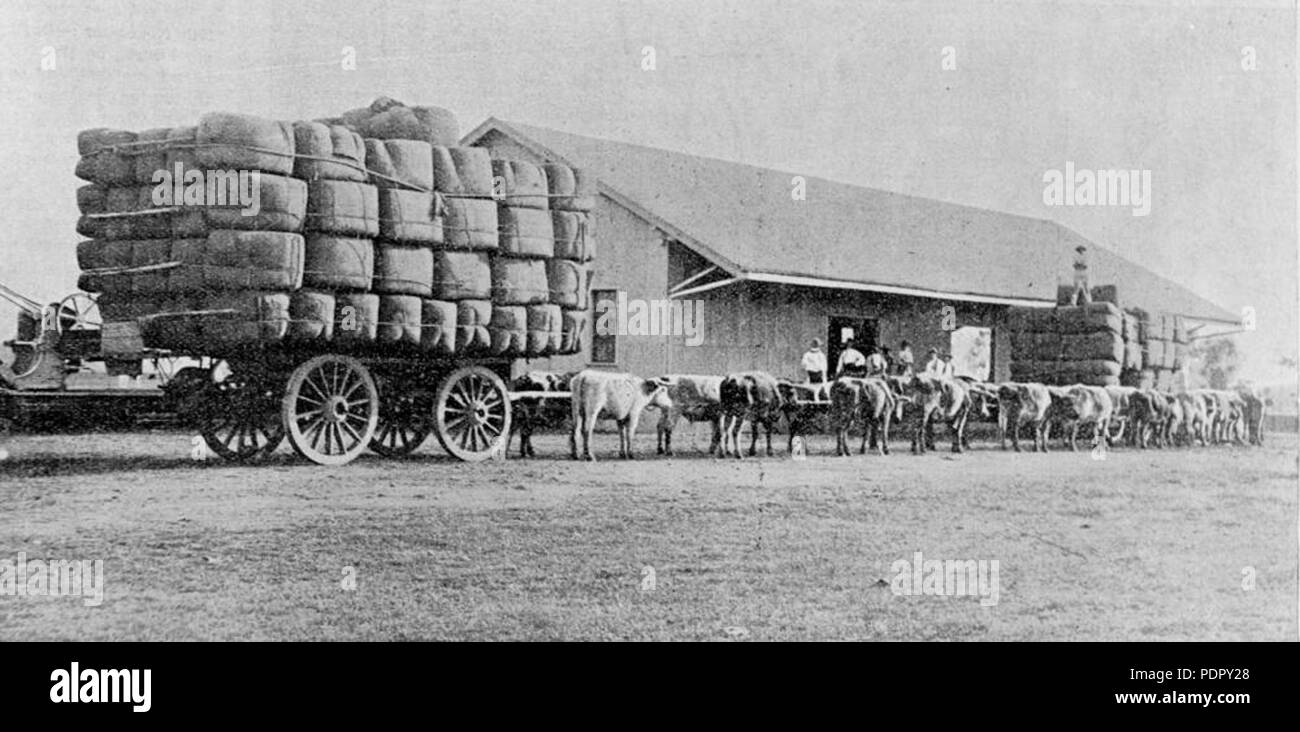 28 Bullock team with a wool wagon at the Railway Station in Mitchell ...