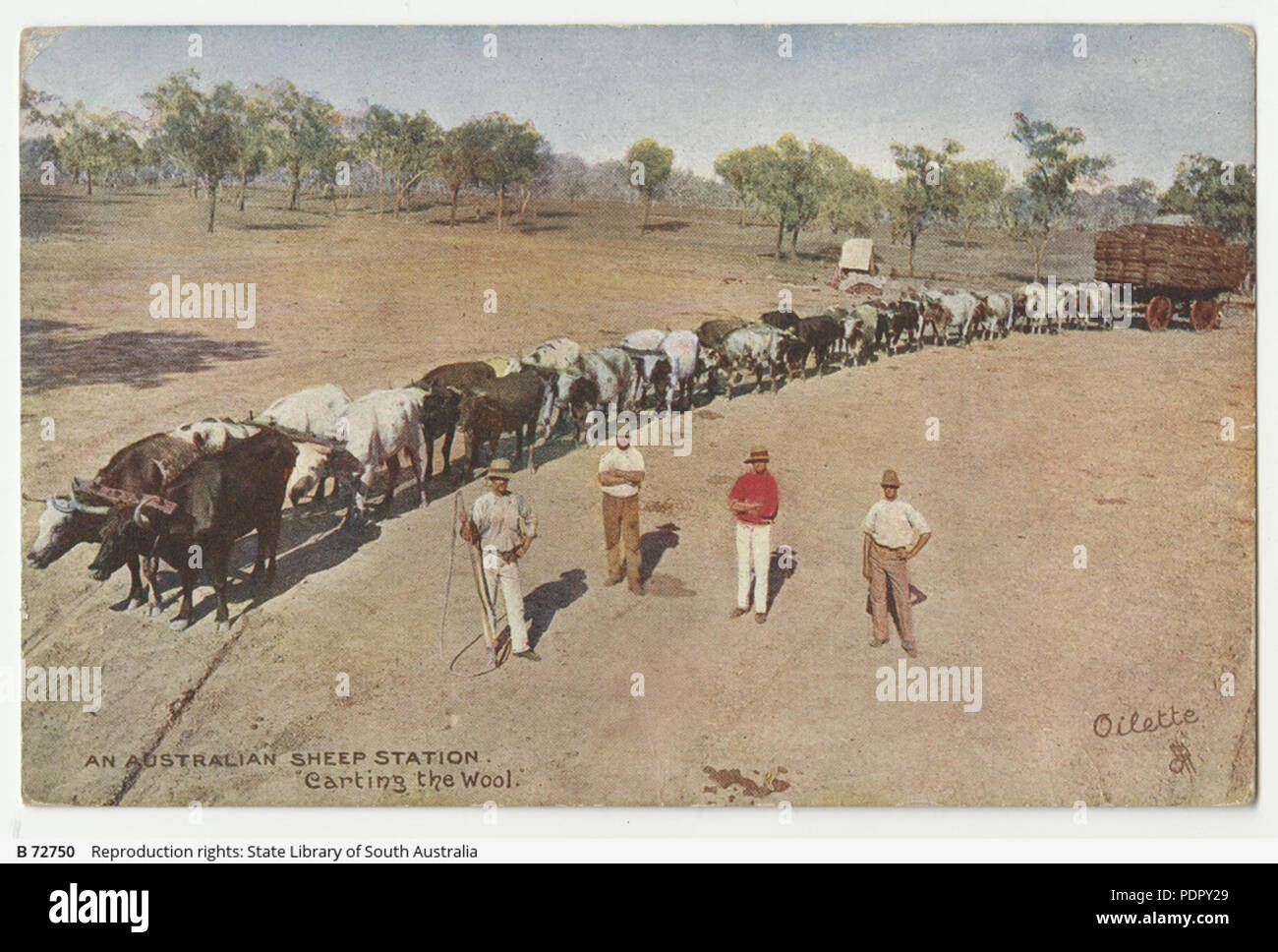 Bullock team hi-res stock photography and images - Alamy