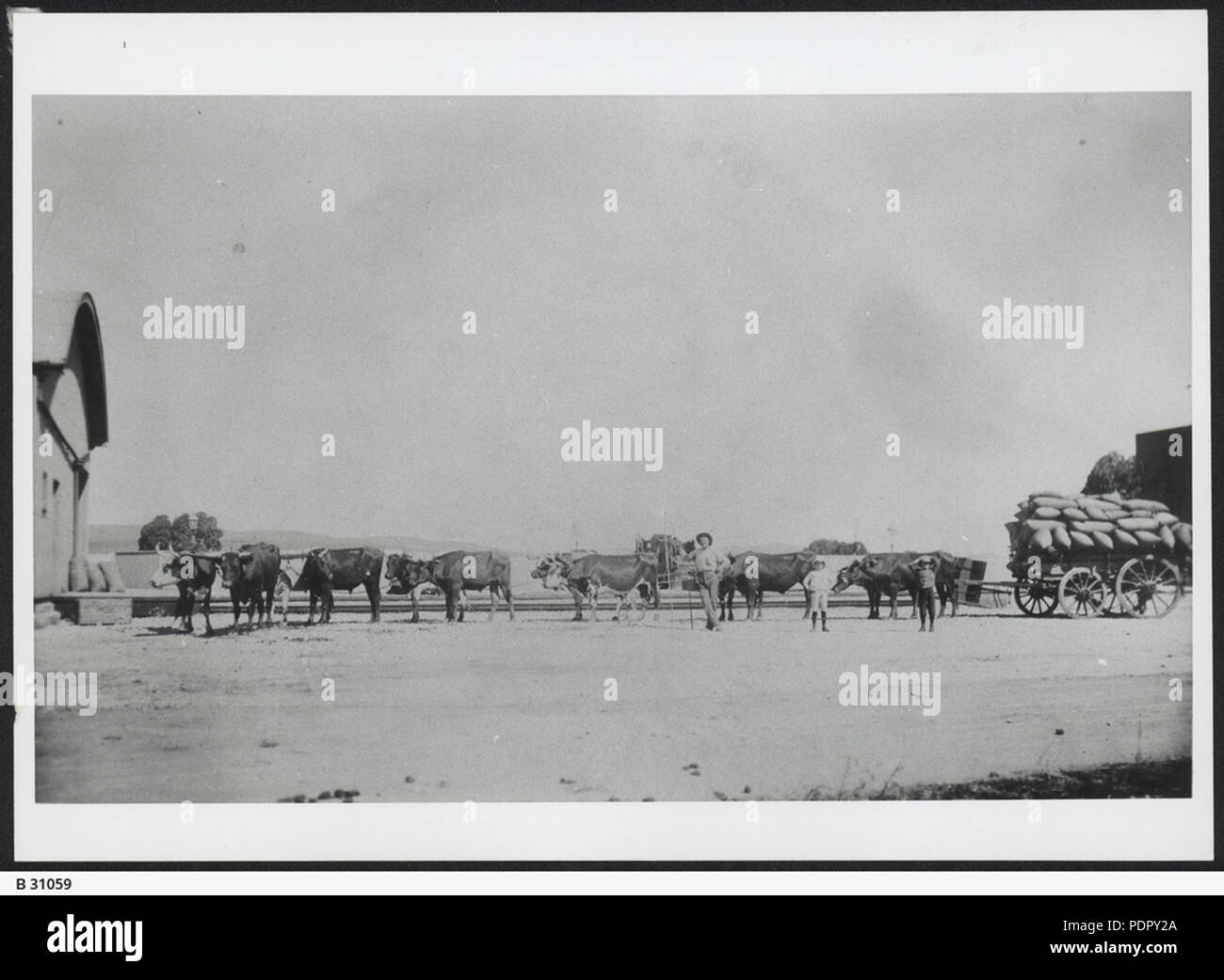 Bullock team hi-res stock photography and images - Alamy