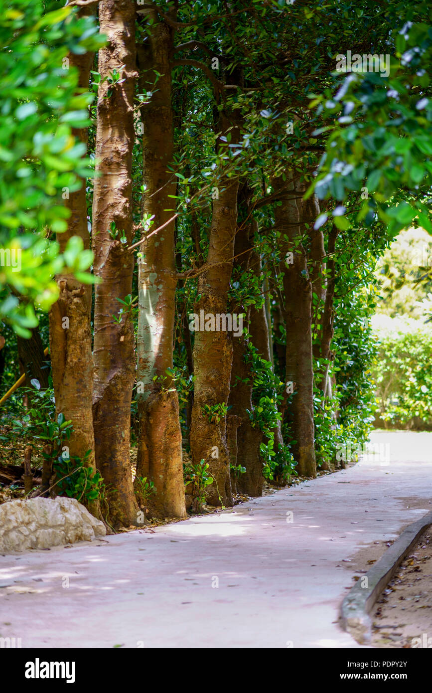 Garcinia trees hi-res stock photography and images - Alamy