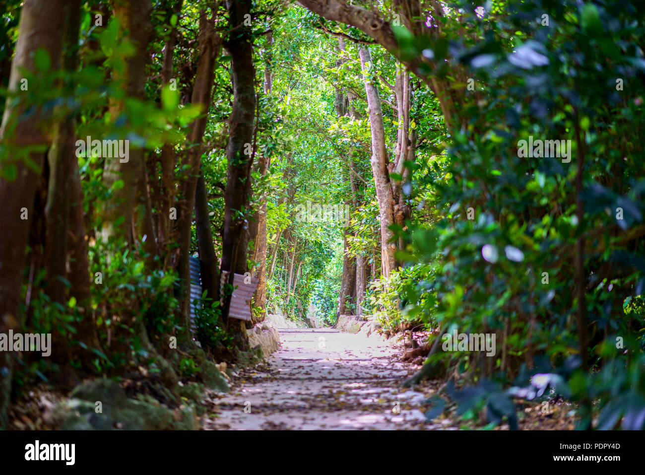 Garcinia trees hi-res stock photography and images - Alamy