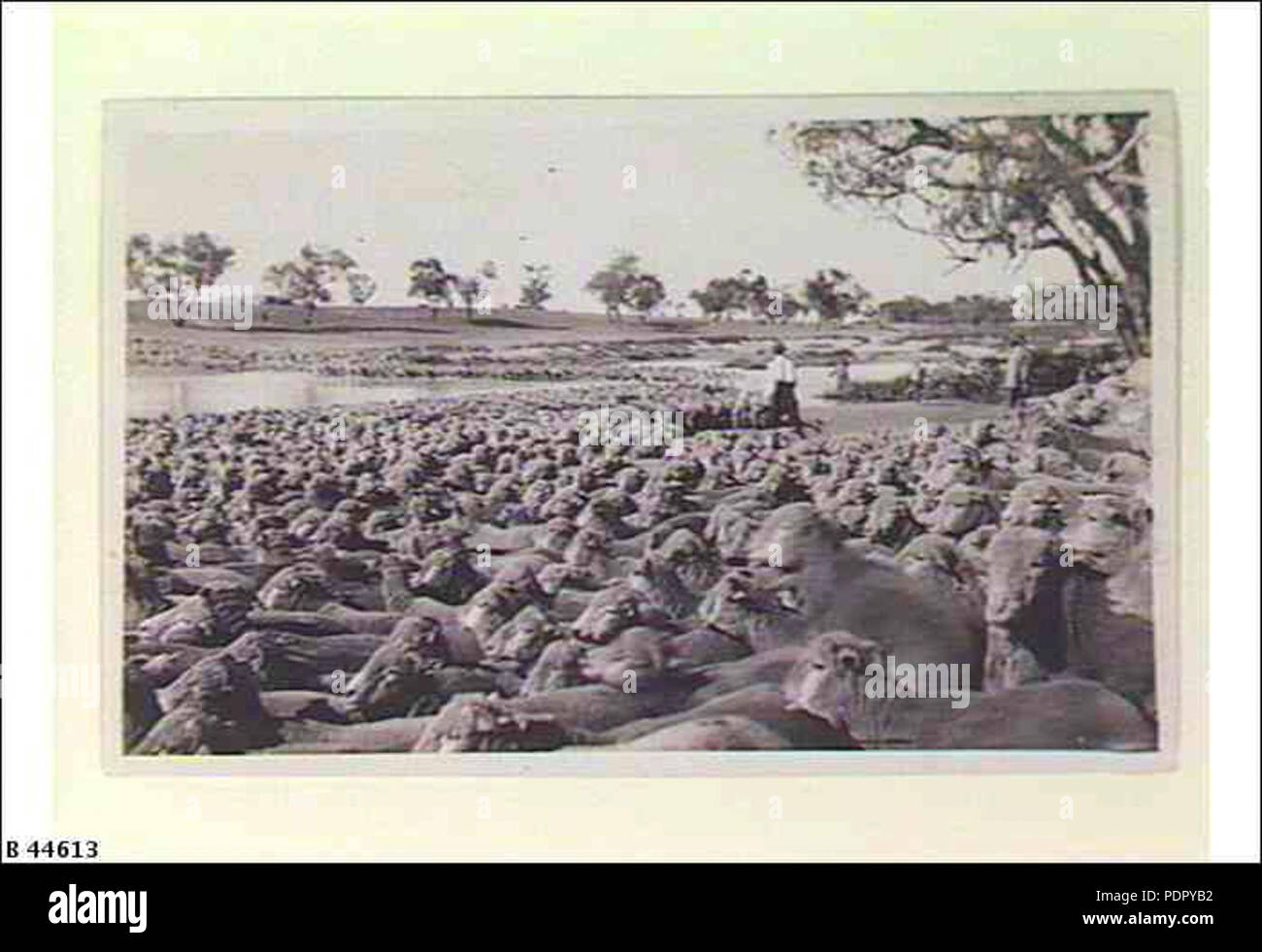 36 Cordillo Downs Stock Photo - Alamy