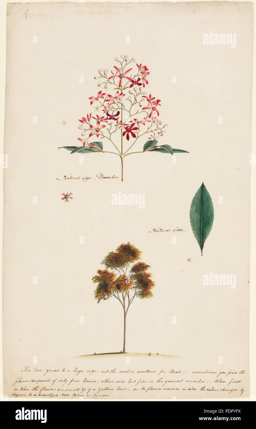 194 SLNSW 966688 Collection 28 Botanical drawings of Australian plants ...