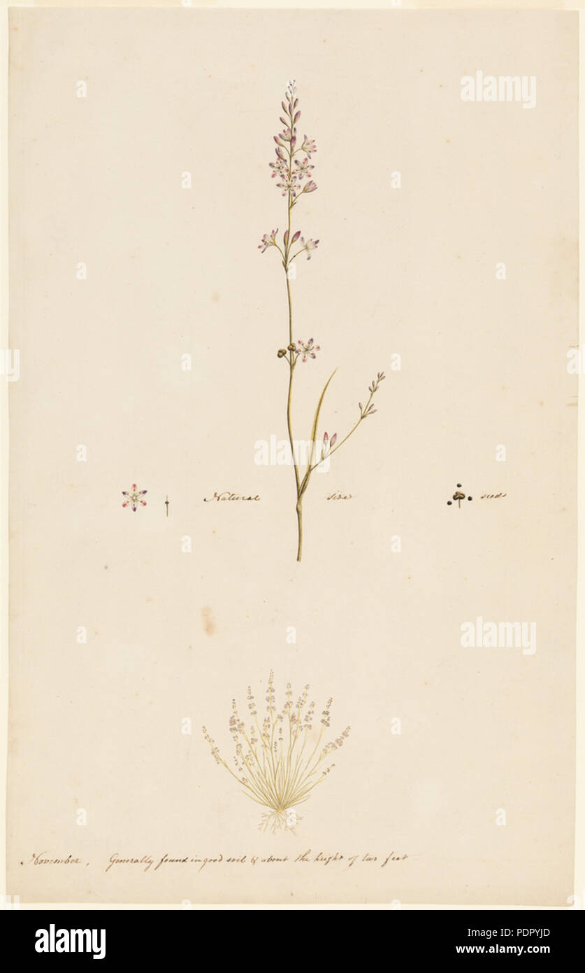 194 SLNSW 966694 Collection 28 Botanical drawings of Australian plants ...