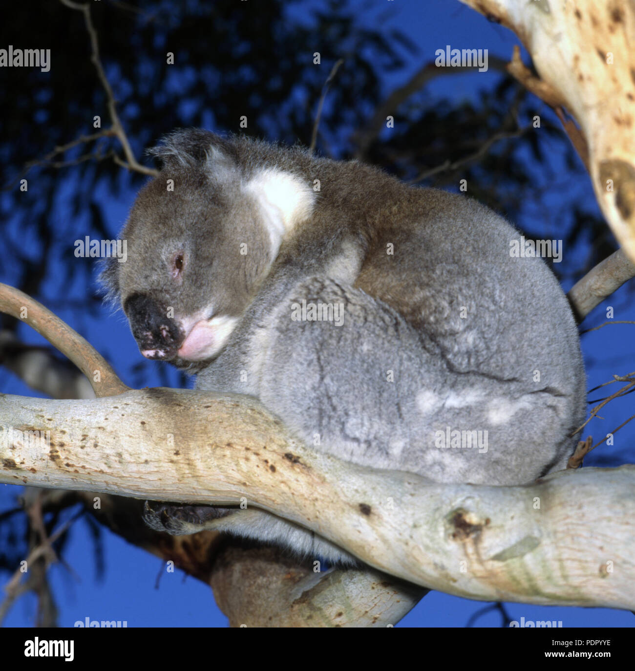 Australian native forests hi-res stock photography and images - Alamy