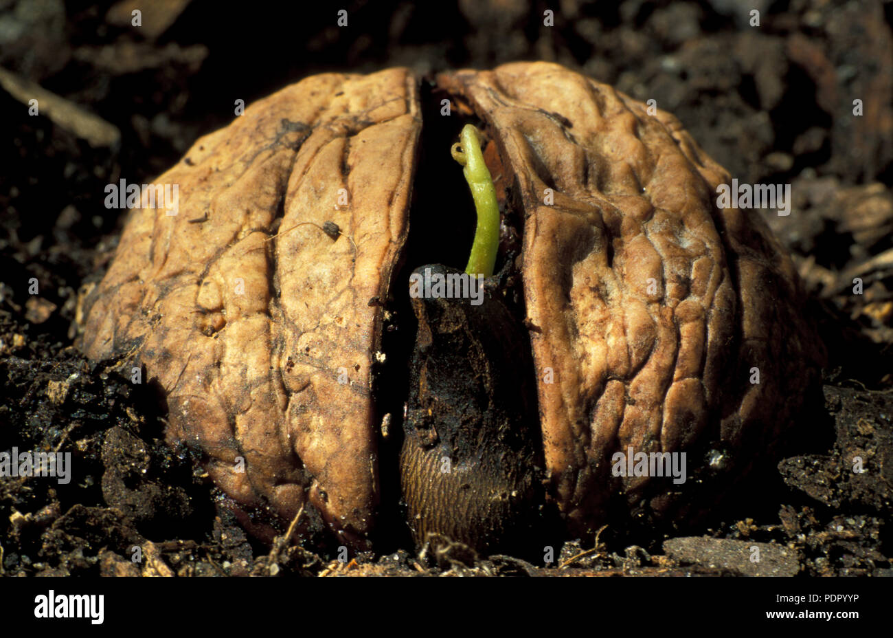 WALNUT SEEDLING (JUGLANS REGIA) EMERGING SHOOT, JUGLANDACEAE. ALSO ...
