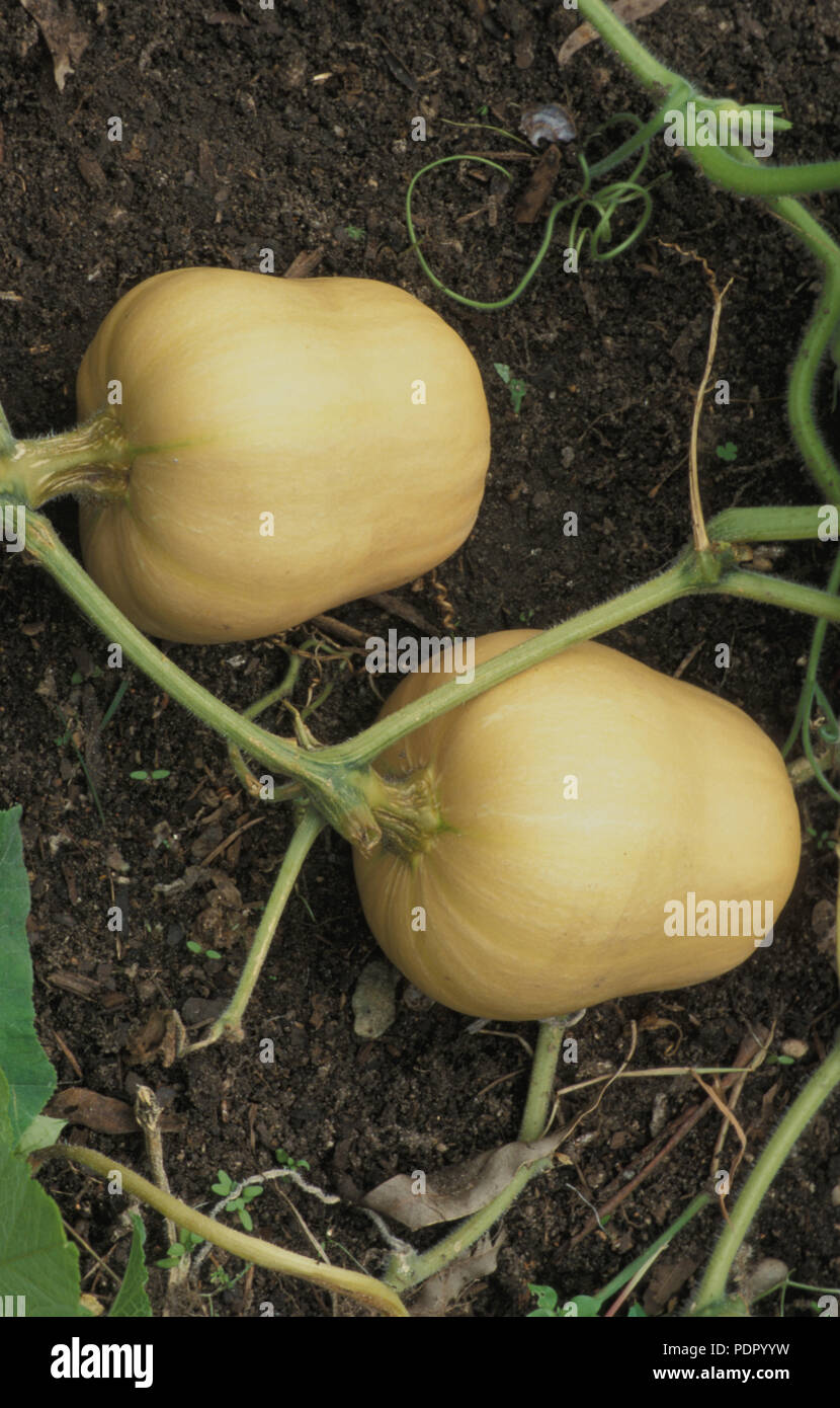 BUTTERNUT PUMPKINS GROWING (CUCURBITA MOSCHATA) ALSO KNOWN AS BUTTERNUT ...