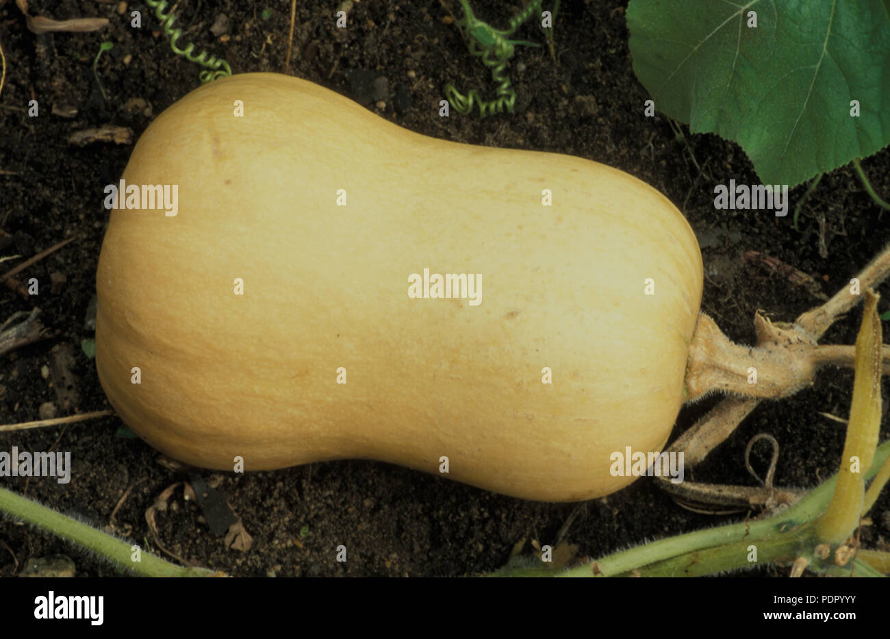 BUTTERNUT PUMPKINS GROWING (CUCURBITA MOSCHATA) ALSO KNOWN AS BUTTERNUT ...