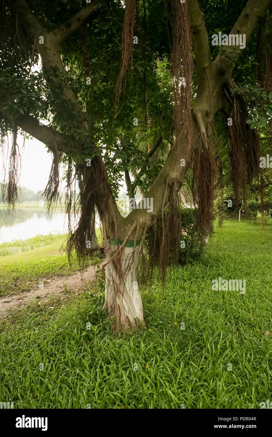 Indian banyan tree hi-res stock photography and images - Alamy