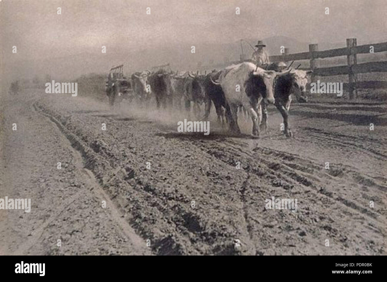 Cattle droving hi-res stock photography and images - Alamy