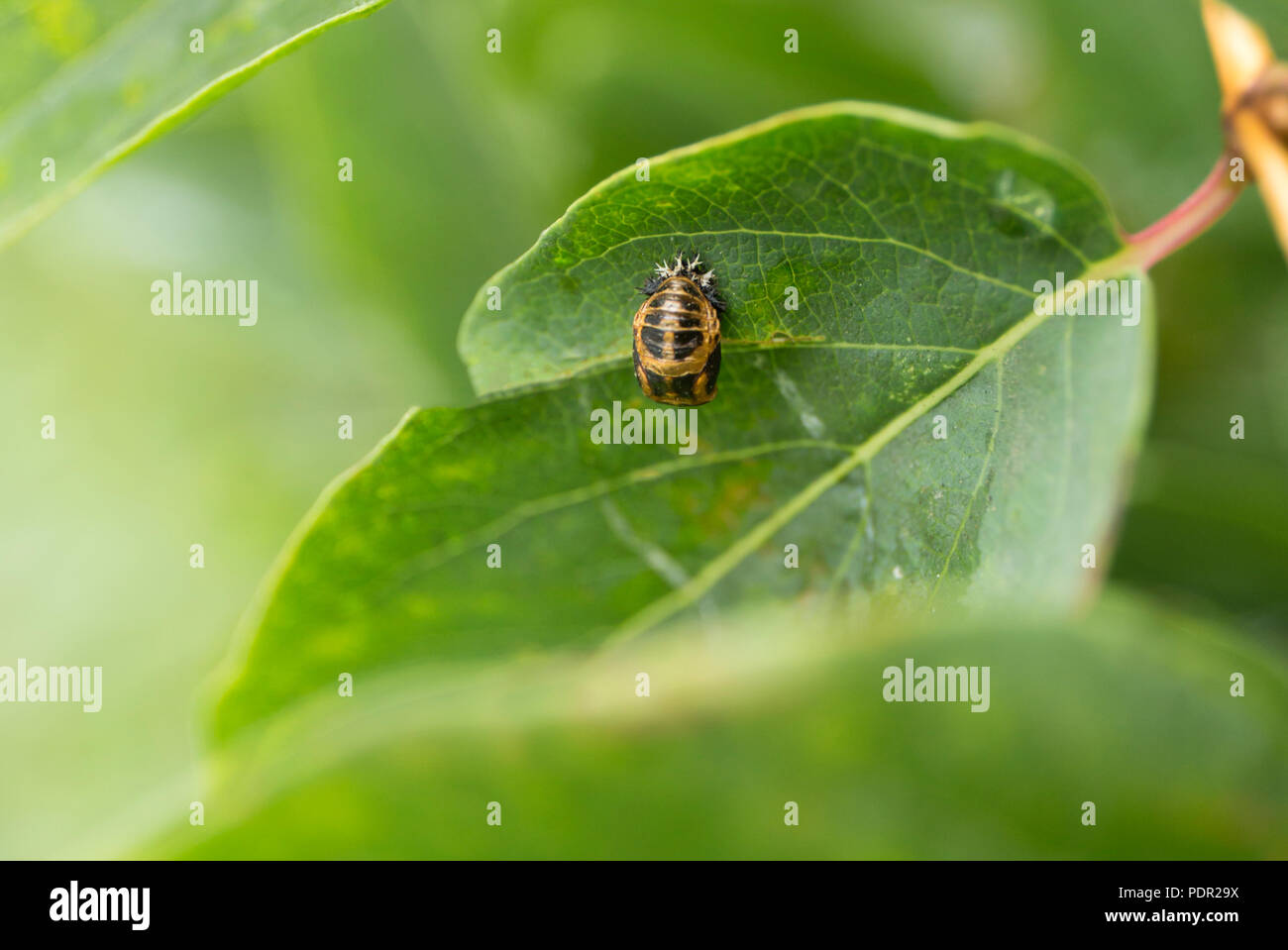 Pupa beetle hi-res stock photography and images - Alamy
