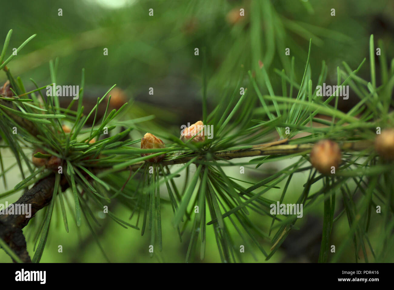 Green branches of larch with small cones. Macro larch needles with ...
