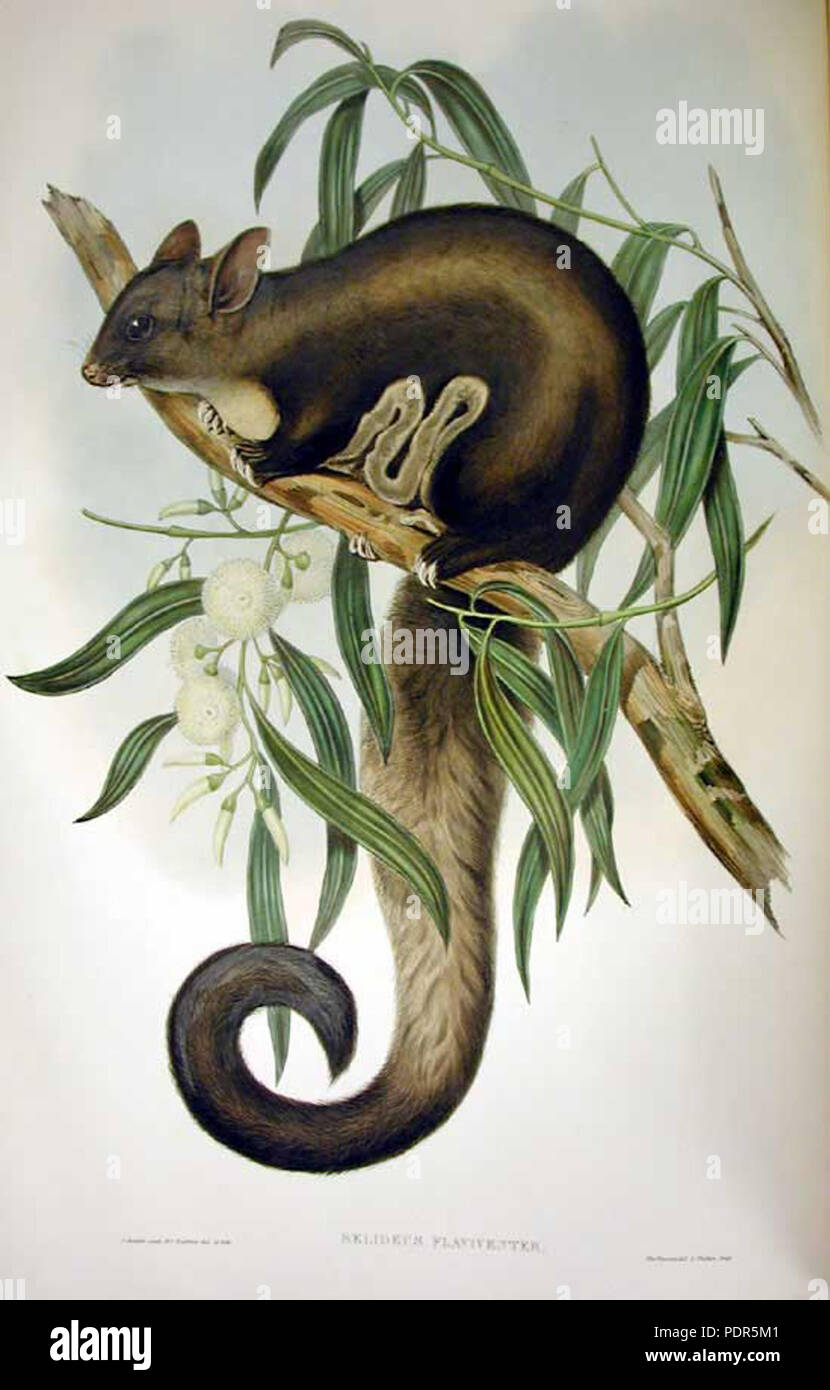 Petaurus Stock Photos & Petaurus Stock Images - Alamy