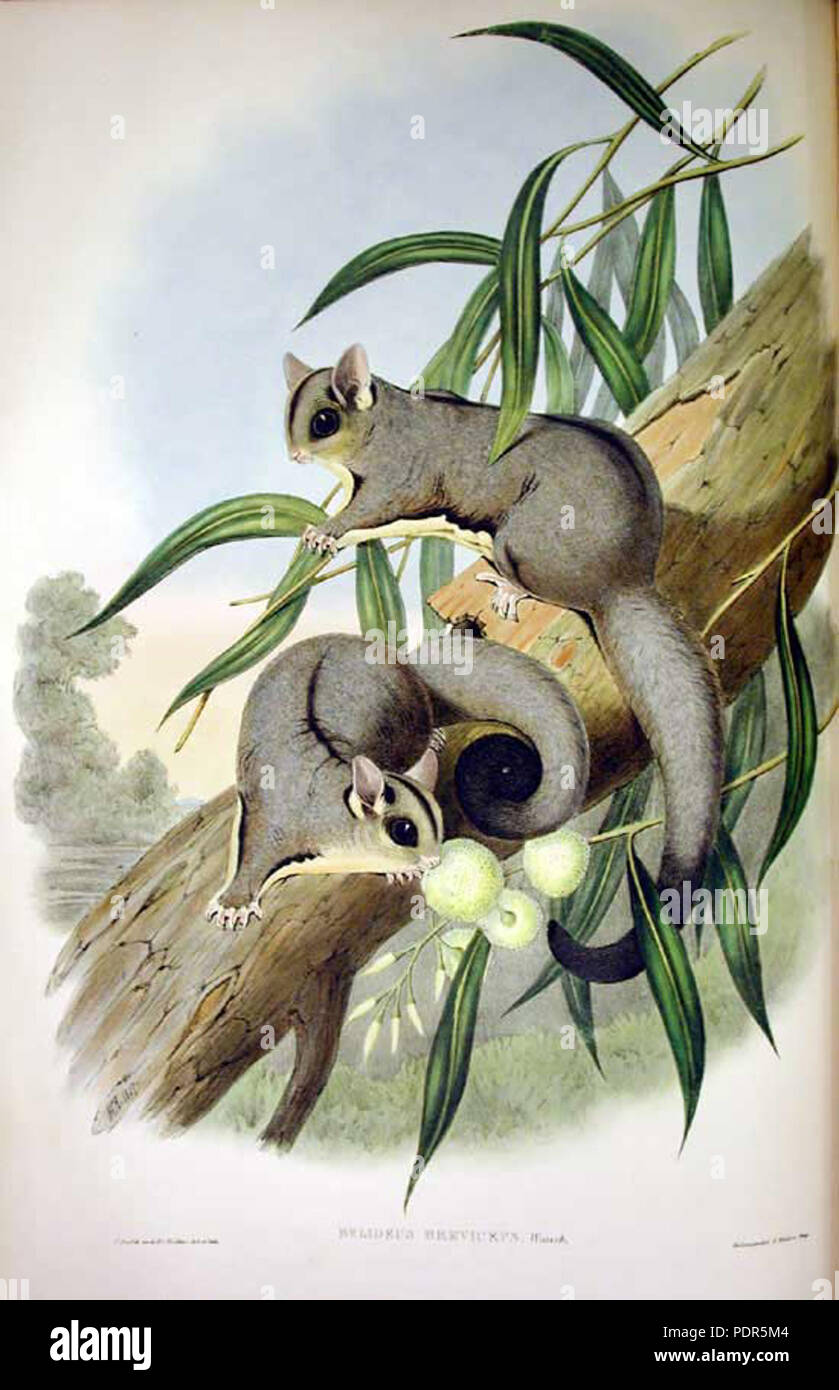 96 Petaurus breviceps Gould Stock Photo - Alamy