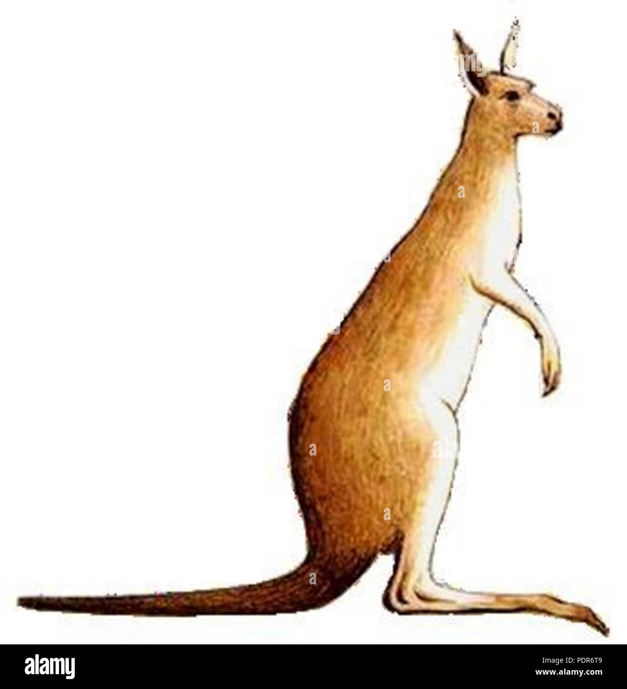 Kangaroo legs hi-res stock photography and images - Alamy