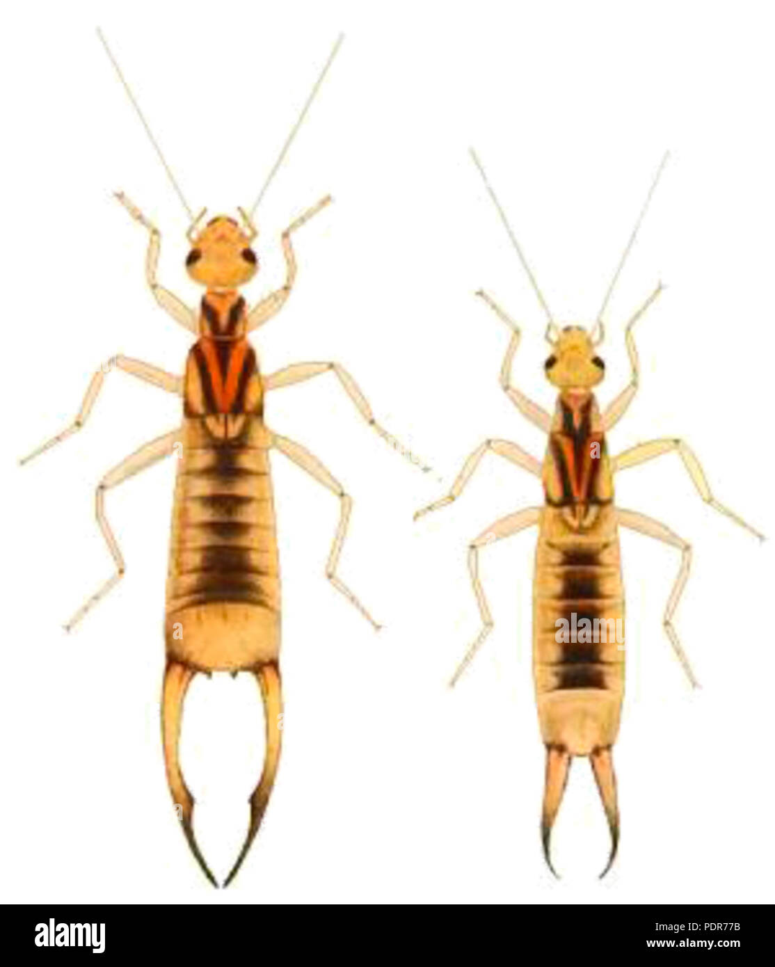 Labidura riparia hi-res stock photography and images - Alamy