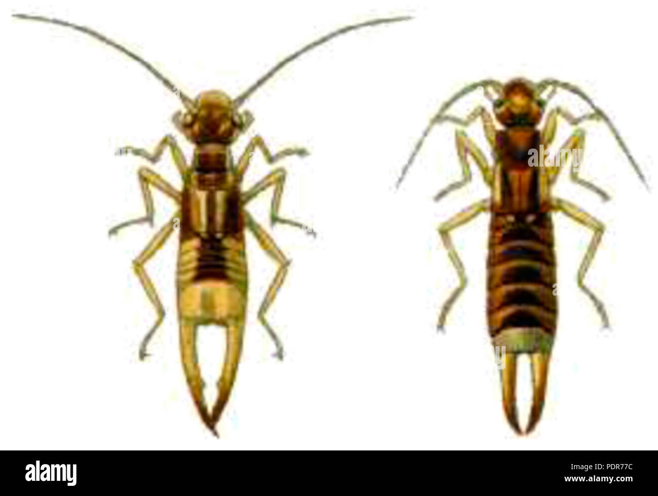 76 Labidura truncata Stock Photo - Alamy