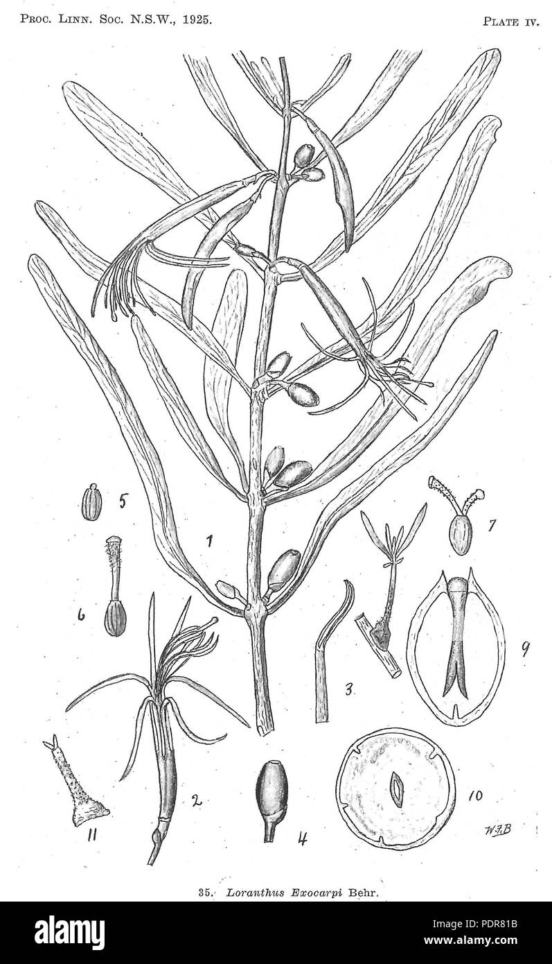 81 Loranthus exocarpi Behr Stock Photo - Alamy