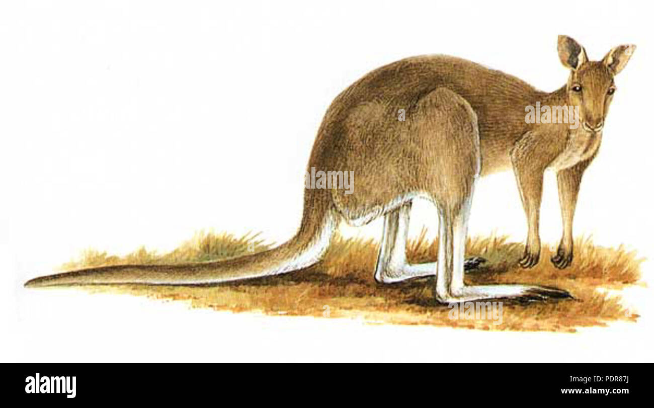 Macropus species Cut Out Stock Images & Pictures - Alamy