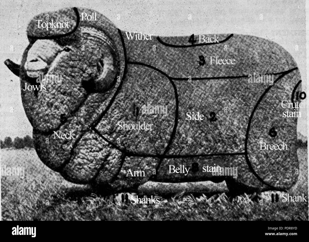 85 Merino ram fleece Stock Photo - Alamy