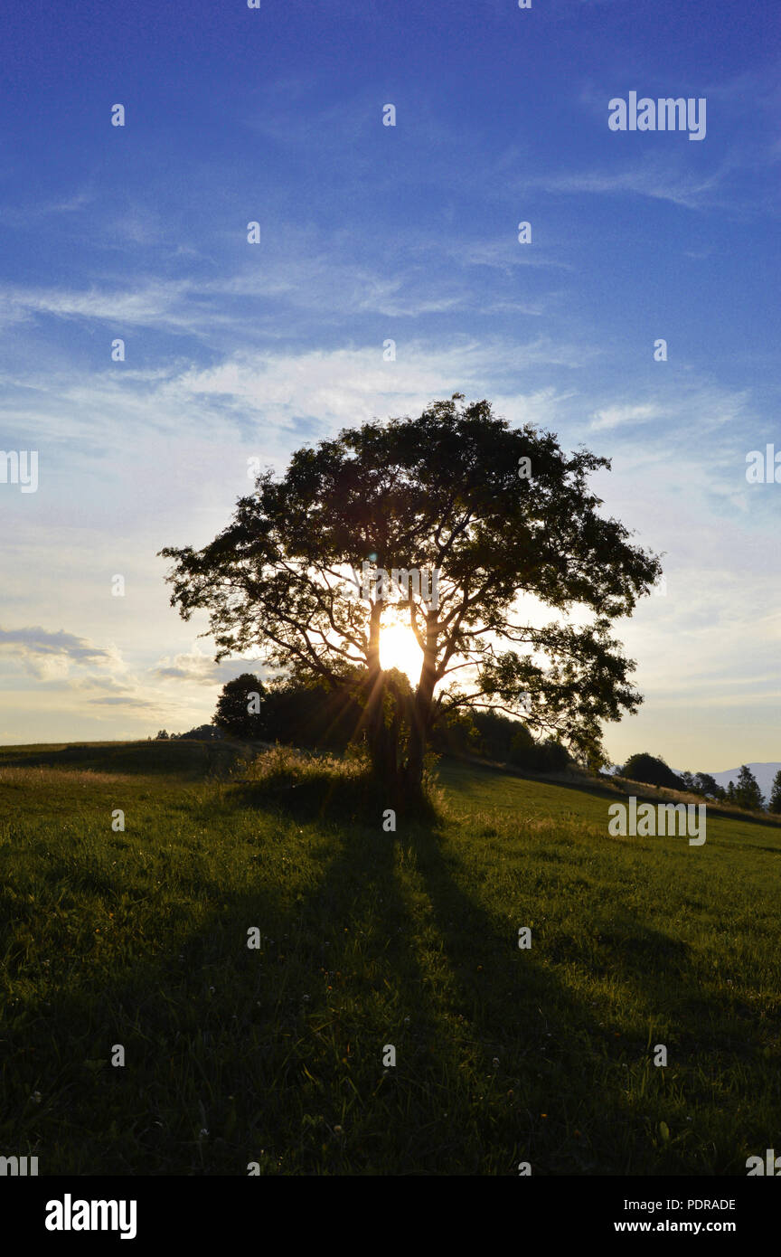 Sun behind the tree hi-res stock photography and images - Alamy