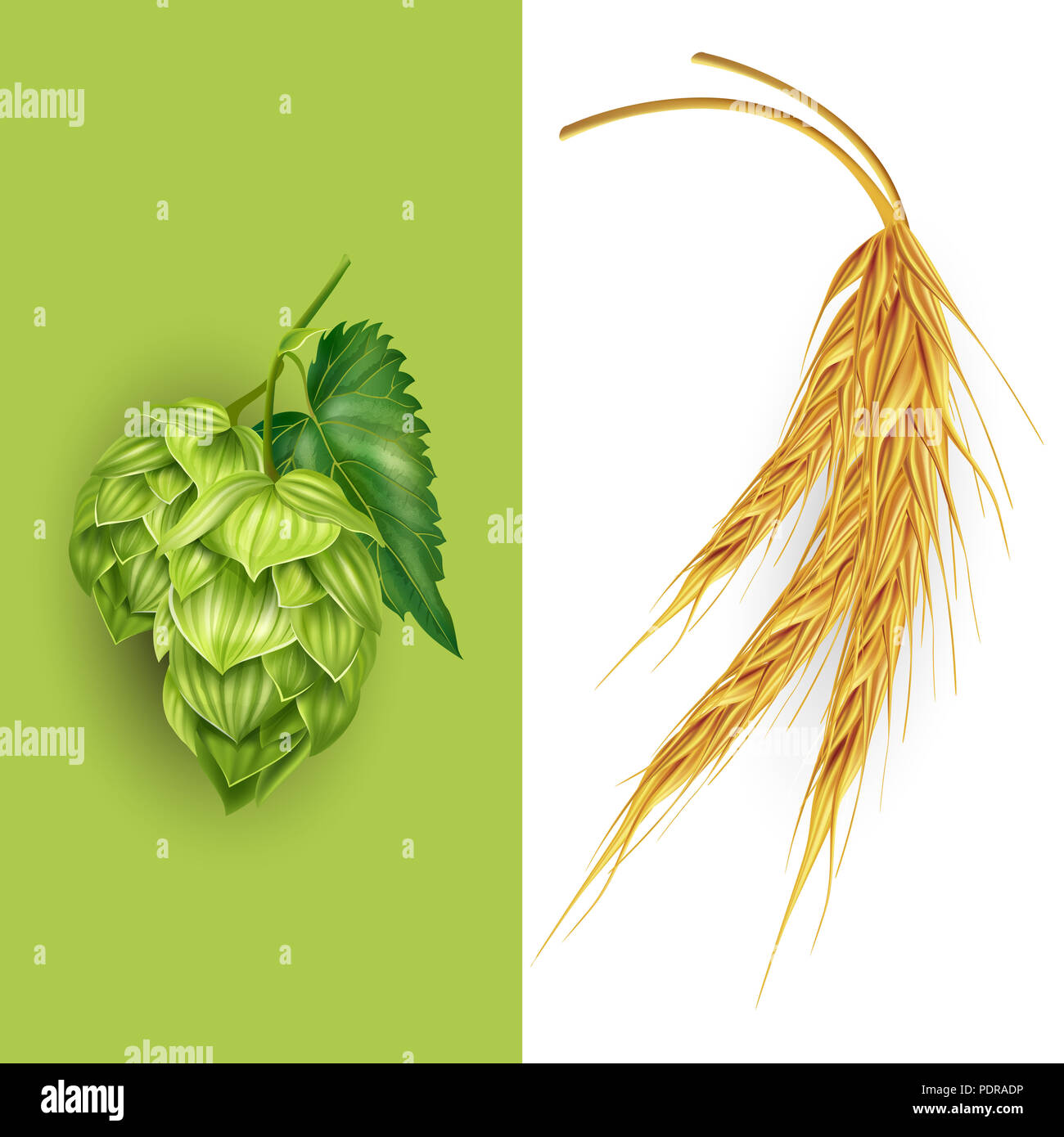 Hops and malt illustration Stock Photo - Alamy