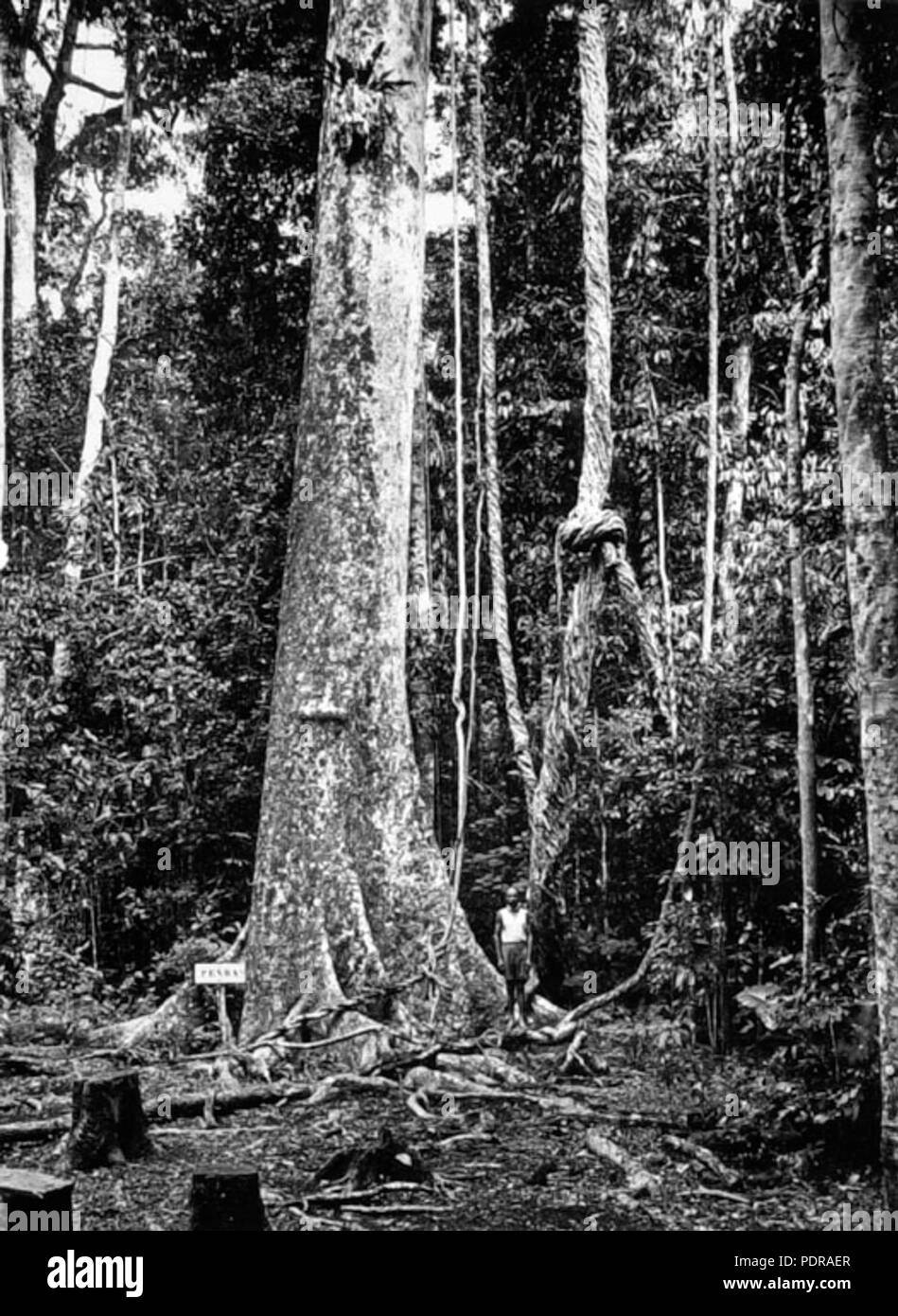101 Queensland State Archives 1289 The Jungle showing a Penda tree at ...