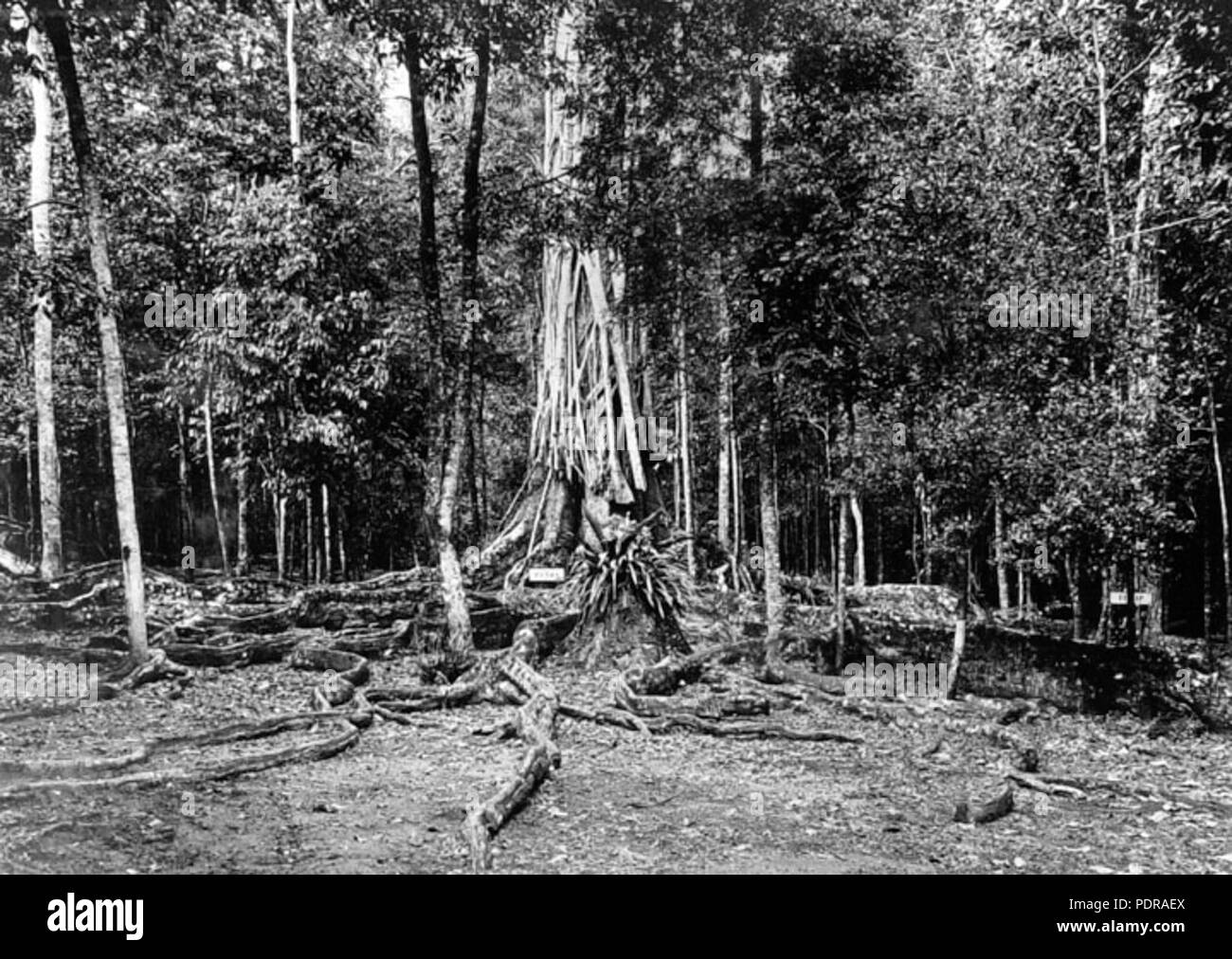 Penda tree hi-res stock photography and images - Alamy