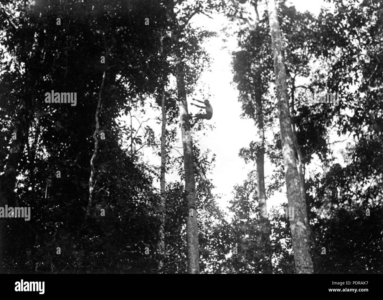 Aboriginal Black and White Stock Photos & Images - Alamy