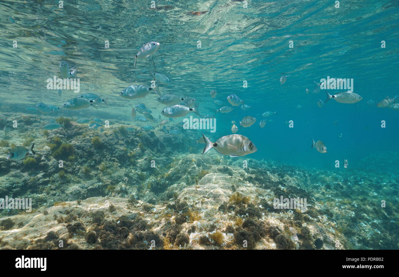 A shoal of fishes (saddled and white seabream fish) in shallow water ...