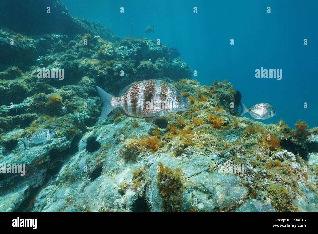 Zebra fish hi-res stock photography and images - Alamy