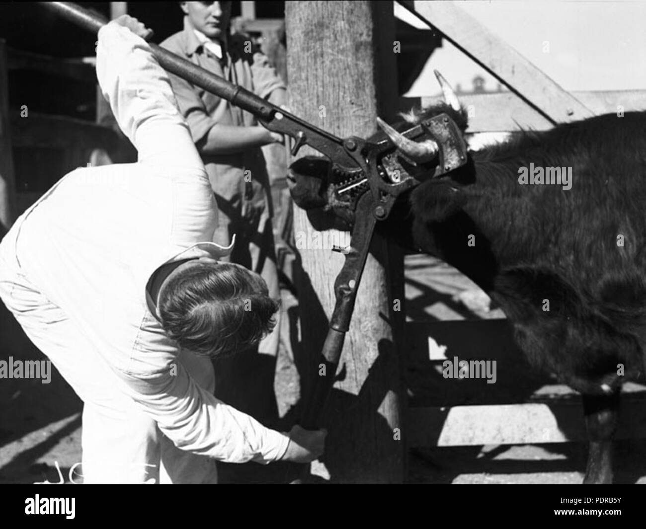 Dehorning High Resolution Stock Photography and Images - Alamy