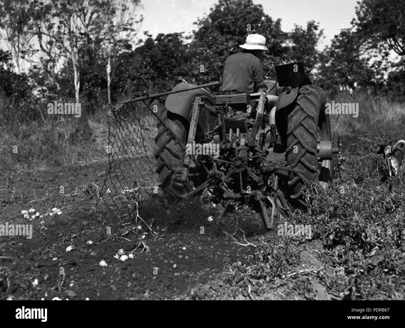 103 Queensland State Archives 1677 Potato digger harvesting Sebago ...