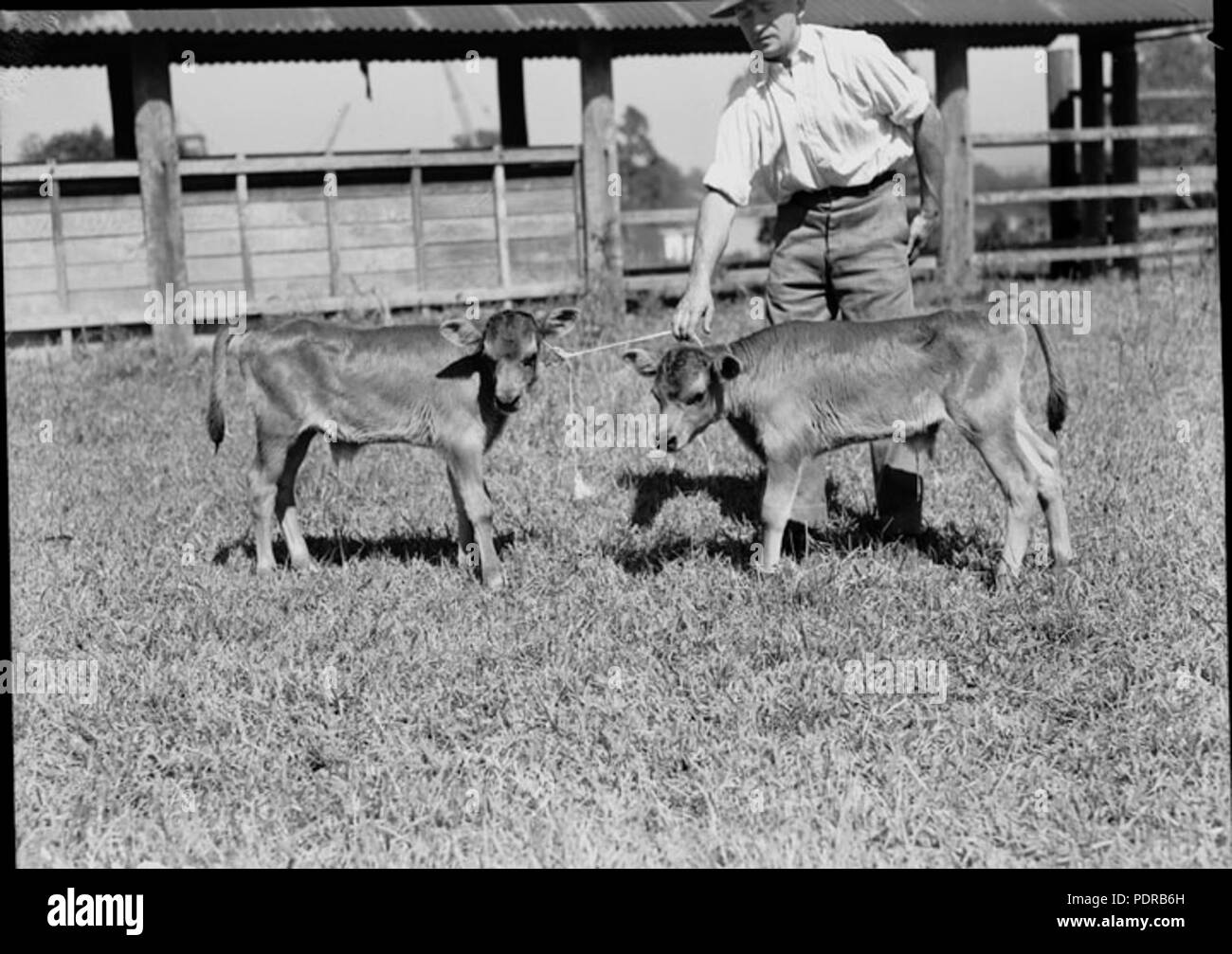 Breeding of calves Black and White Stock Photos & Images - Alamy