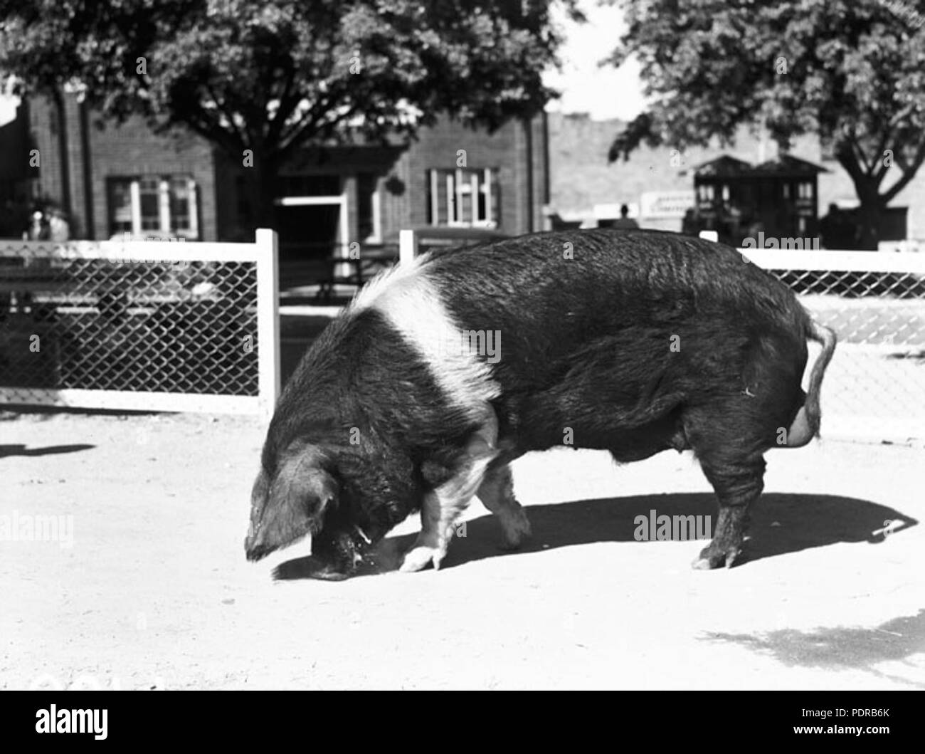 Wessex saddleback hi-res stock photography and images - Alamy