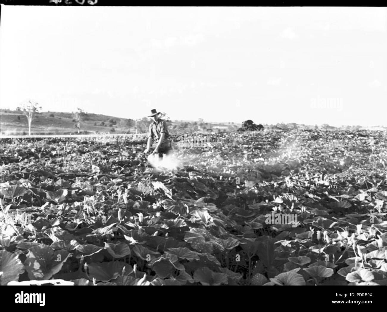 104 Queensland State Archives 1758 Fodder crops and conservation South ...