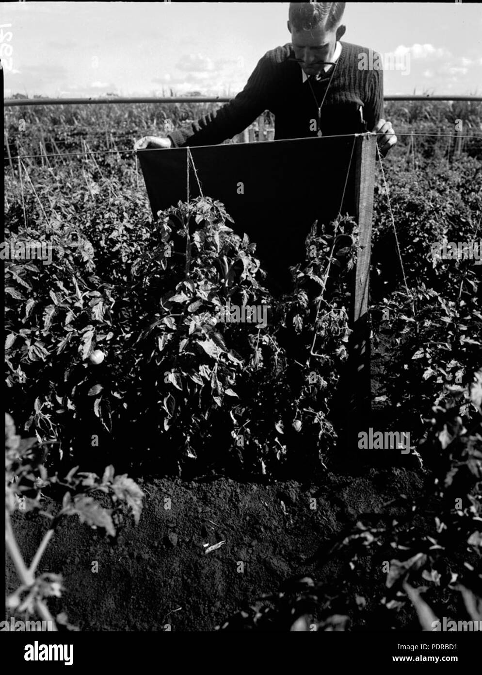 Shrivelling leaf hi-res stock photography and images - Alamy