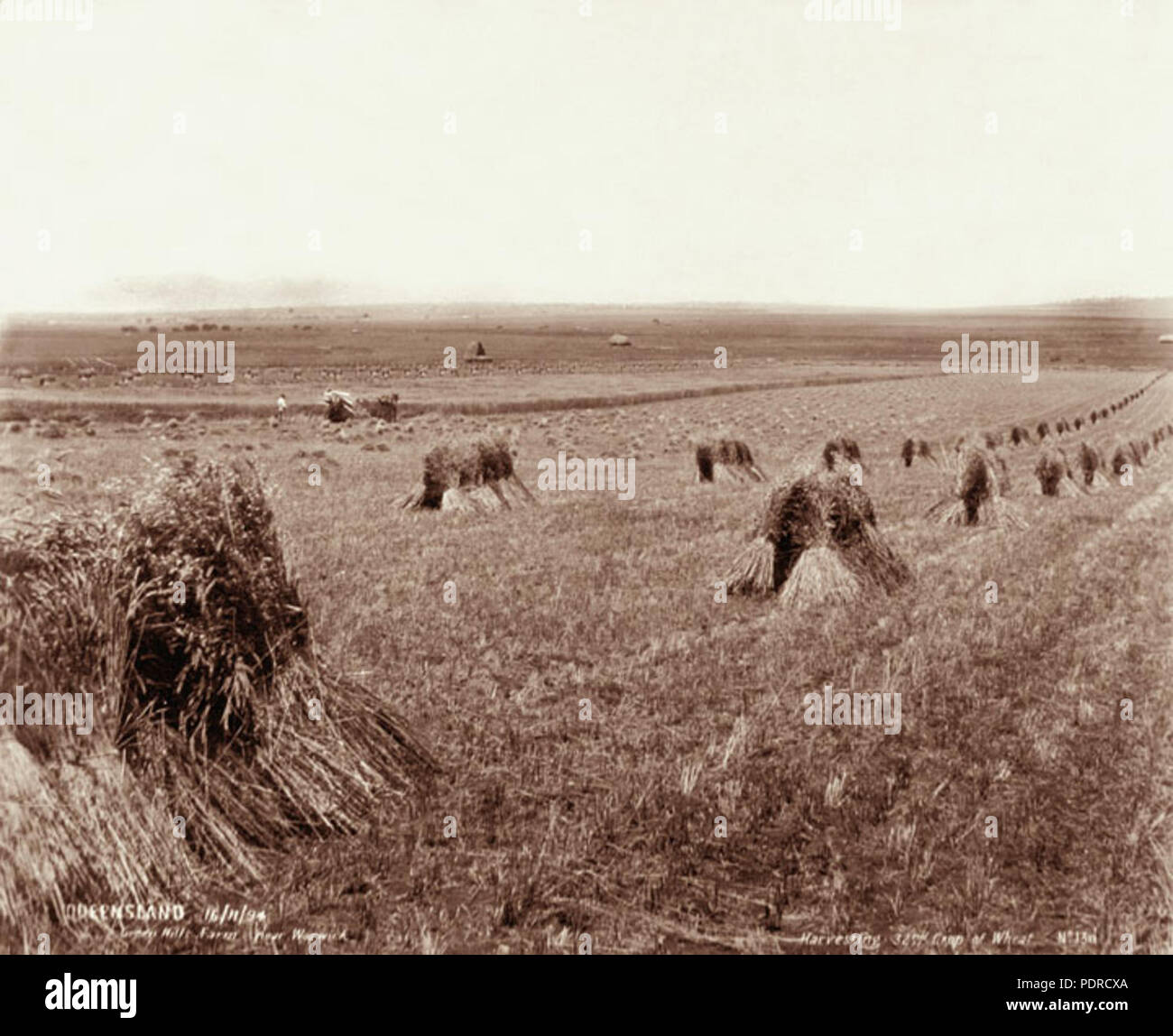 113 Queensland State Archives 3988 Reaper binder stooks and harvesting ...