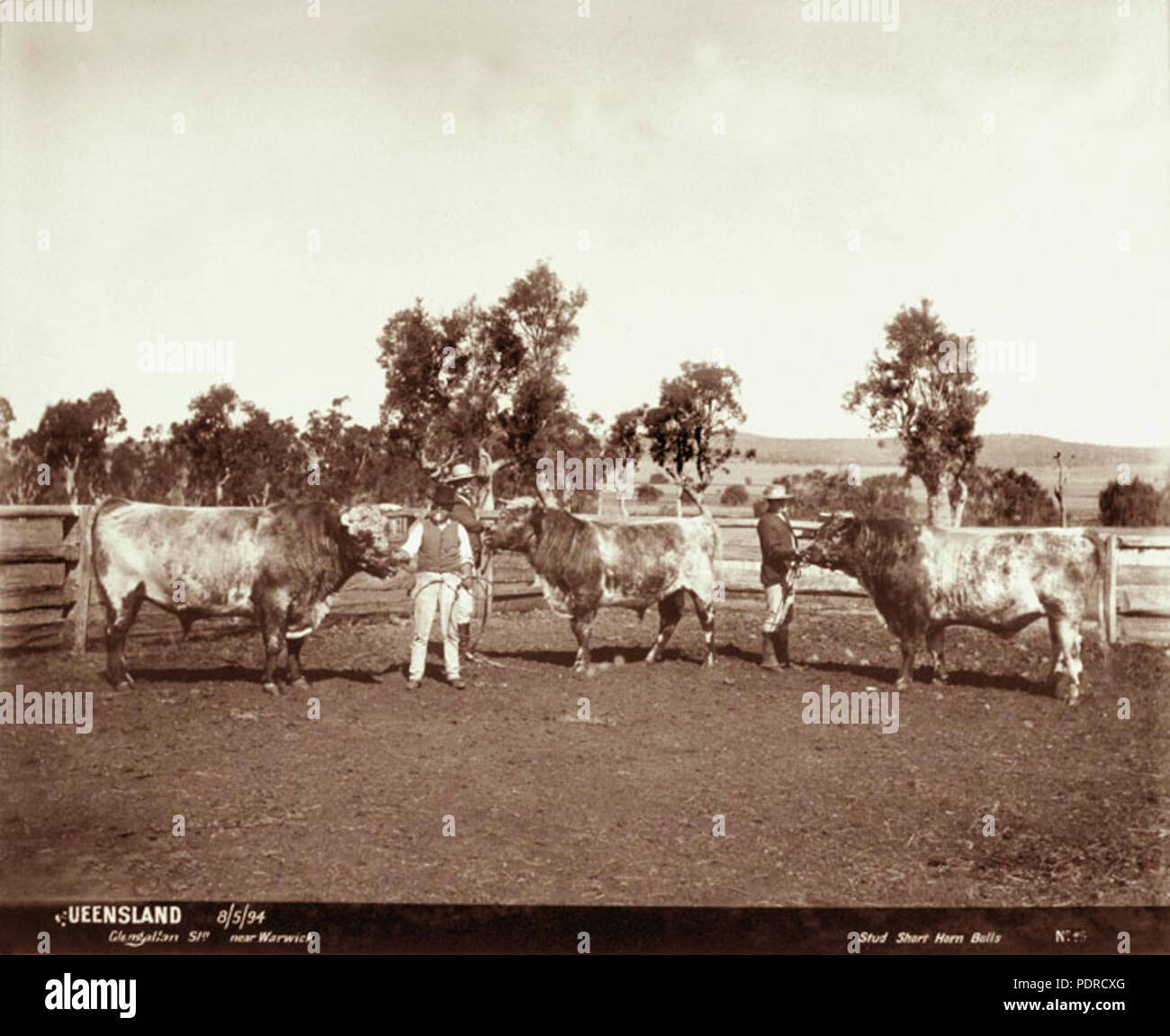 Short horn bulls hi-res stock photography and images - Alamy