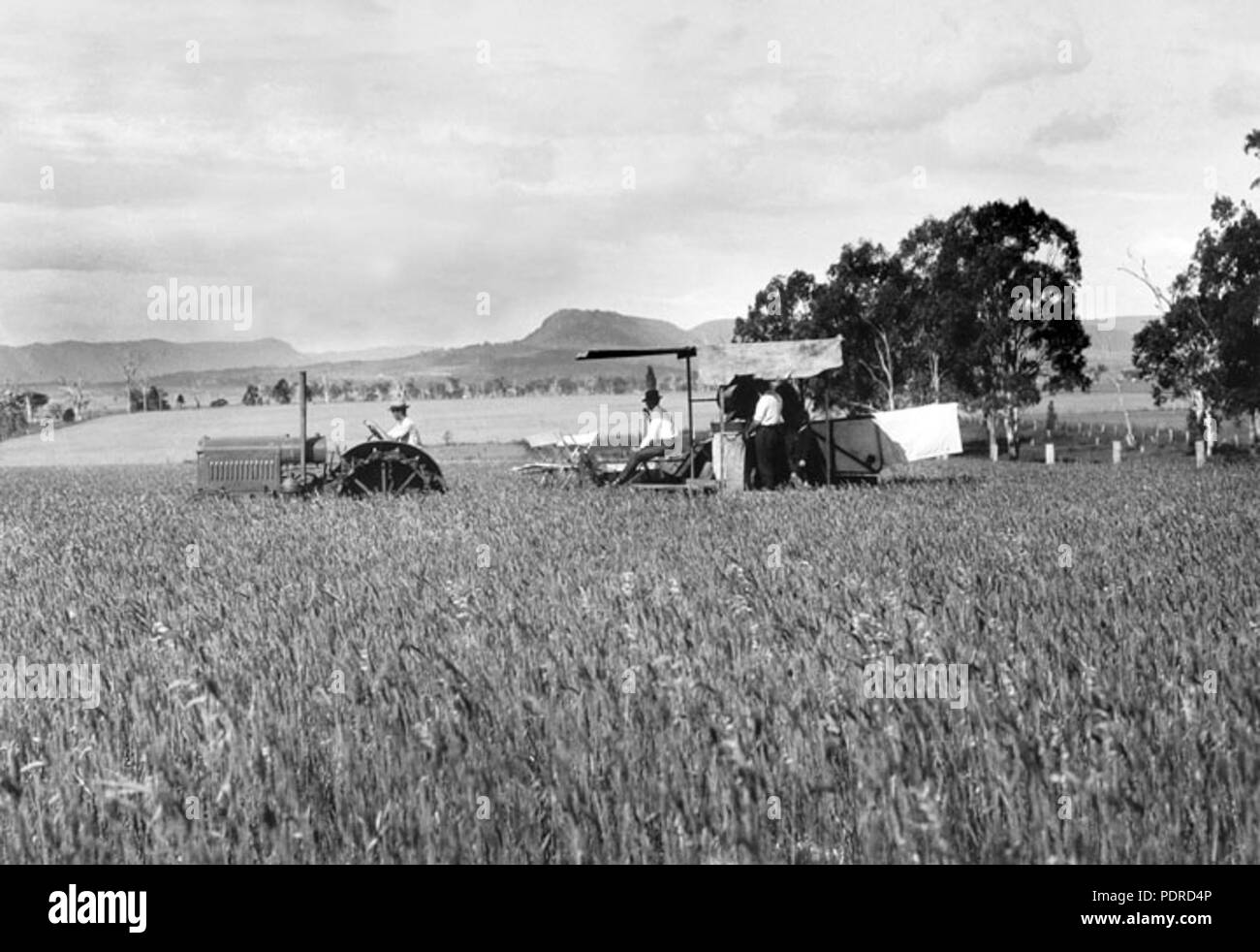 113 Queensland State Archives 4107 Harvesting wheat Campbells Plains ...