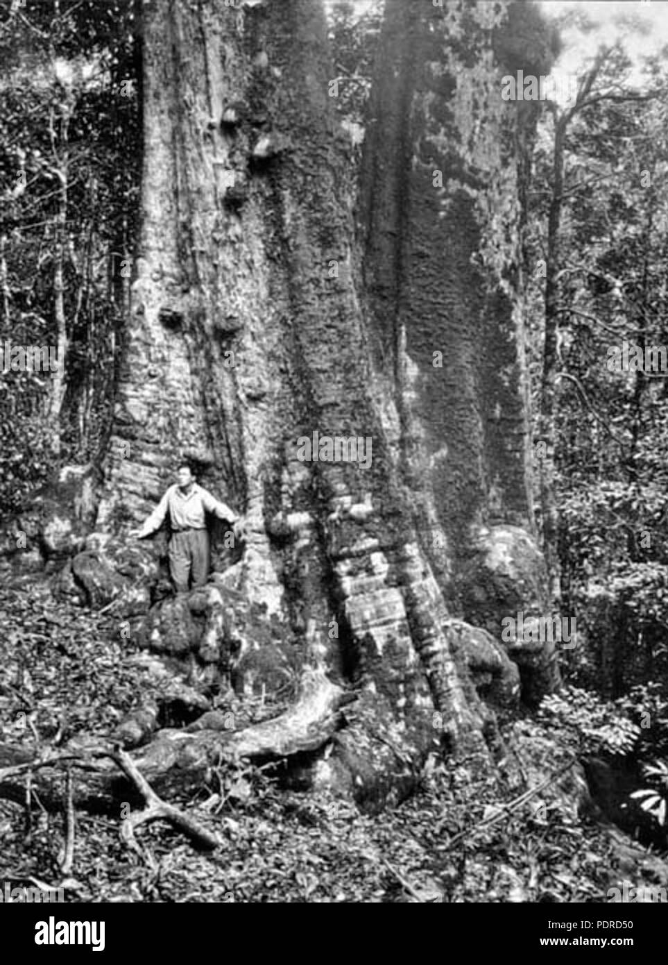 114 Queensland State Archives 411 The Giant Box Tree at Morans Creek ...