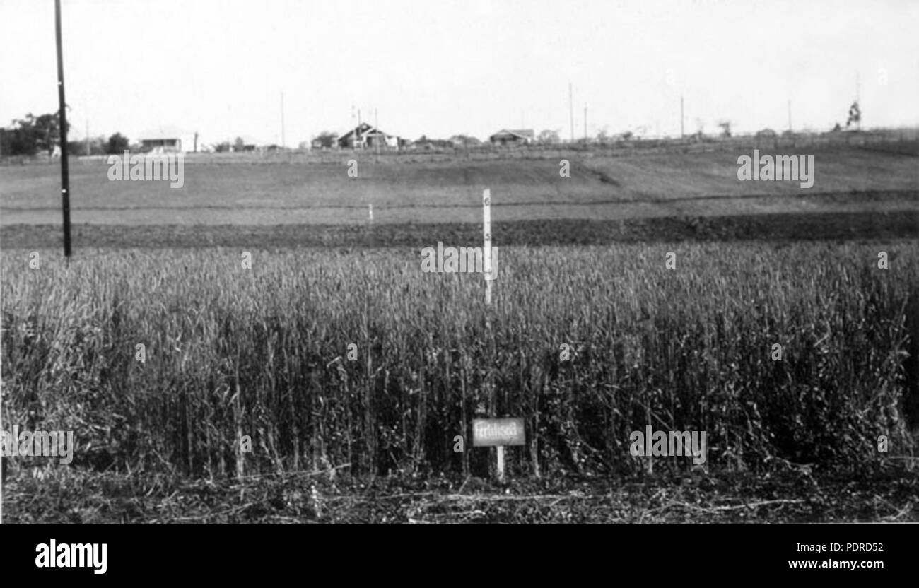 Wheat experiment Black and White Stock Photos & Images - Alamy