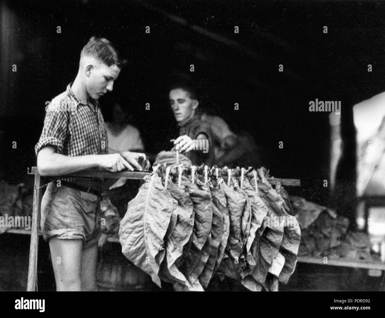 Stringing tobacco Black and White Stock Photos & Images - Alamy