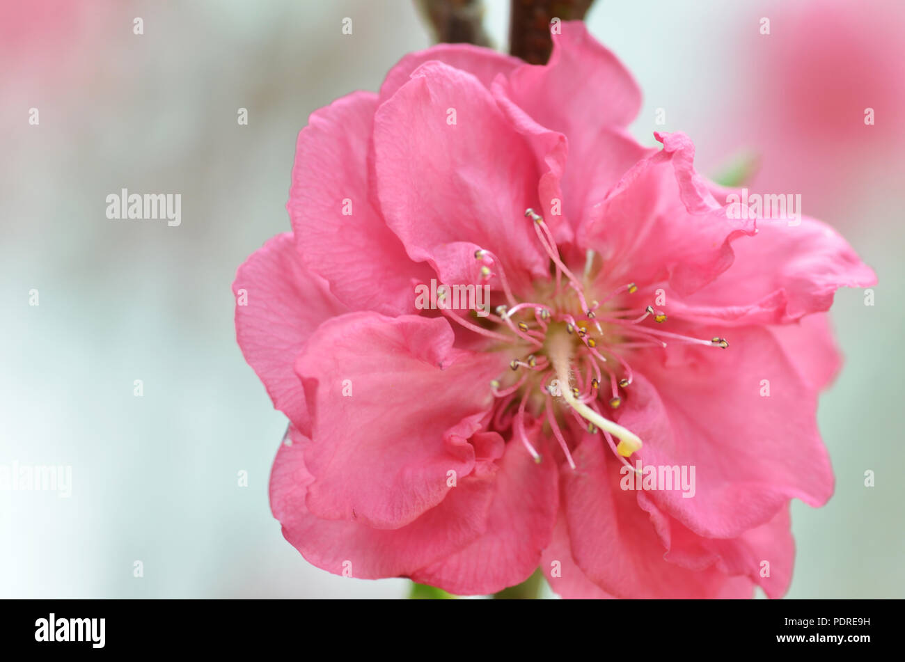 Spring flowers series, Japanese apricot blossom Stock Photo - Alamy