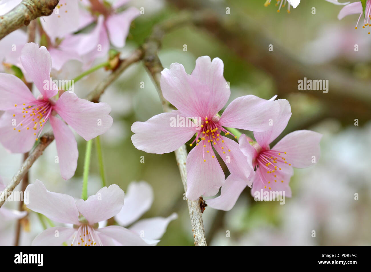 Spring flowers series, Beautiful Cherry blossom Stock Photo - Alamy