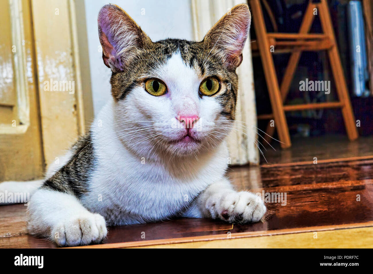 Portrait of a domestic cat named Marx posing for camera Stock Photo - Alamy